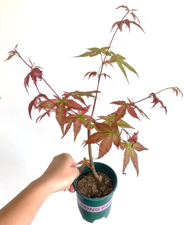 Japanese Maple Bonsai Tree RARE!!! | Lazada PH