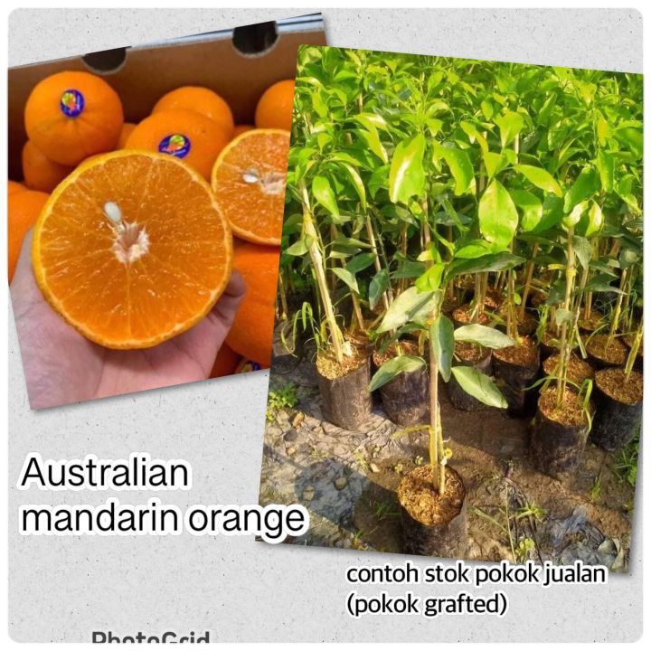 Pokok kahwin oren, orange - cara cara navel, Australian mandarin ...