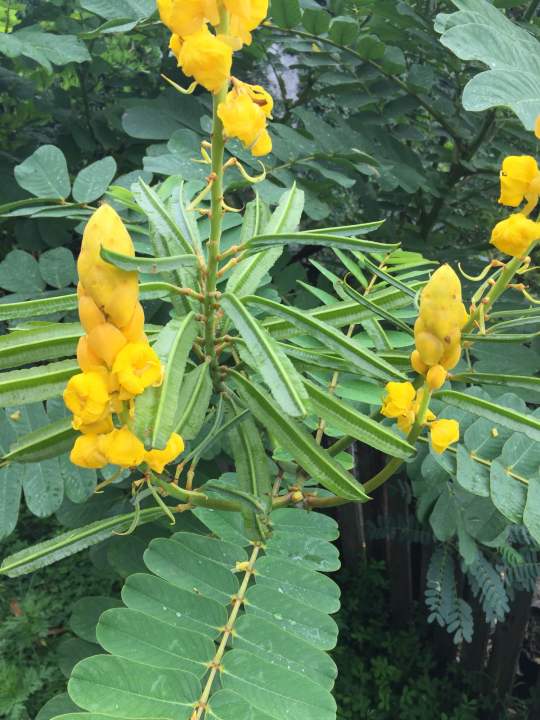 Acapulco Plant Medicinal Plant | Lazada PH