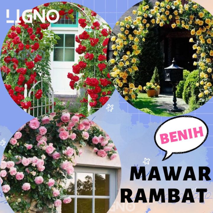Benih MAWAR RAMBAT - Biji Bunga Climbing Rose | Lazada Indonesia