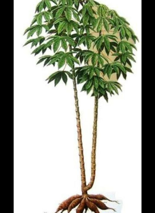 Bibit singkong jumbo 15 batang/singkong kuning/singkong madu/singkong ...