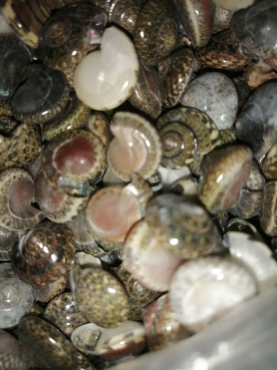 Real seashell/ batad/ Button shell/Crafts/Handcrafts/Decorative ...