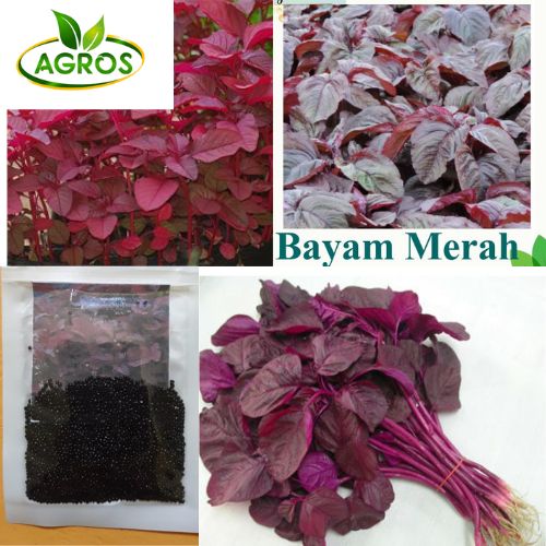 200 BUTIR BENIH BAYAM MERAH HIBRIDA KEMASAN REPACK BENIH SAYURAN UNGGUL ...