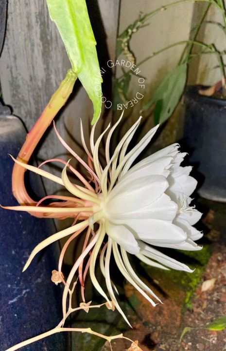 Pokok Bunga Besar Bakawali Putih / Large of flower Epiphyllum ...