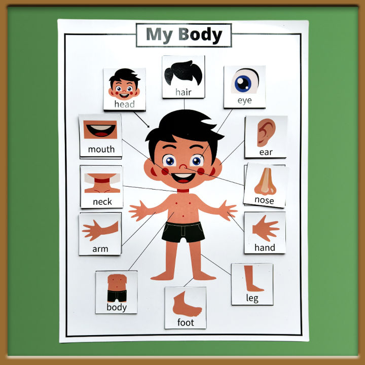 Body Part English Magnetic Paste Kindergarten Kids Cognition Body Part ...