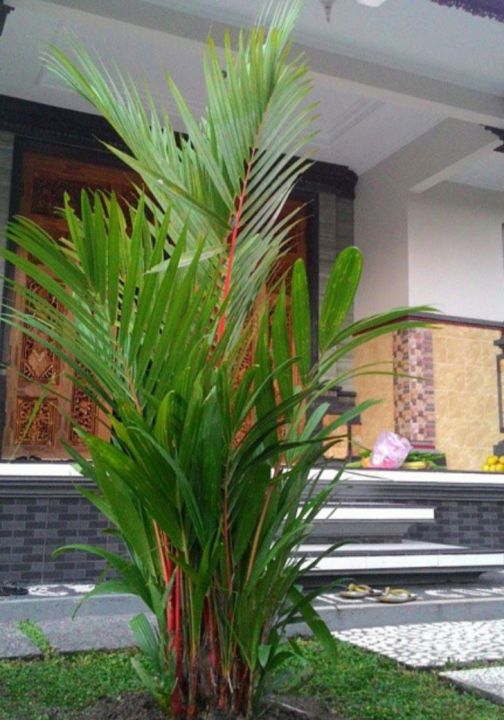 Tanaman hias hidup palem merah - Pohon palem merah - Tanaman palem ... Tanaman hias hidup palem merah - Pohon palem merah - Tanaman palem ...