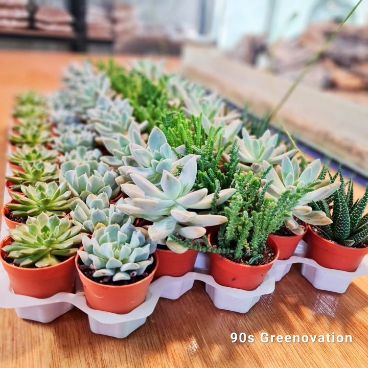 90s Greenovation Real Live Succulent Plant with Pot Guarantee Lowest ...