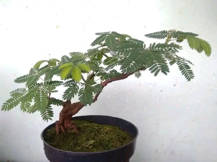 bahan bonsai putri malu | Lazada Indonesia