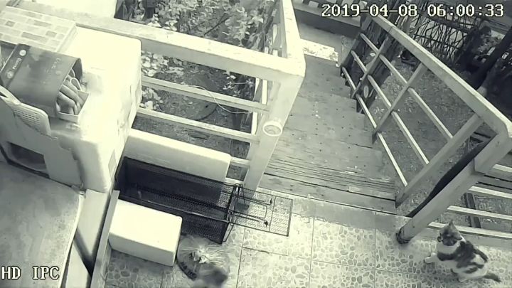 Full-Automatic Cat Trap cat trap catcher cat house cage Cage kulungan ...