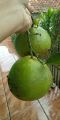 jeruk bali mini jeruk garut jeruk kampung segar 1kg kondisi matang ...