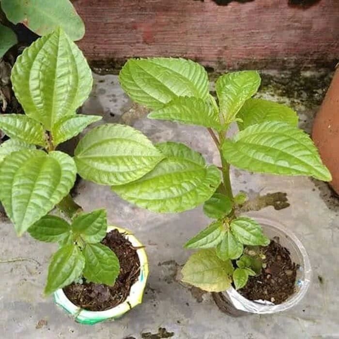 Bibit tanaman pohpohan lalapan khas sunda | Lazada Indonesia