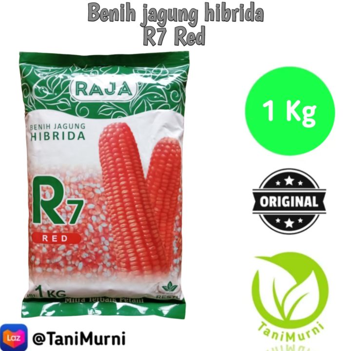 Benih jagung hibrida R7 GOLD RED ULTIMATE isi 1kg dari RAJA | Lazada ...
