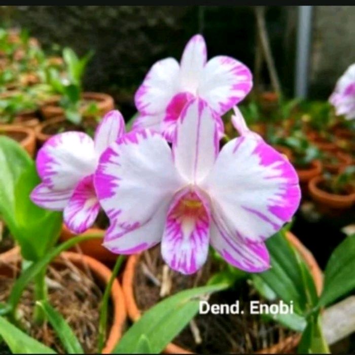 anggrek Dendrobium enobi splash tanaman hias | Lazada Indonesia