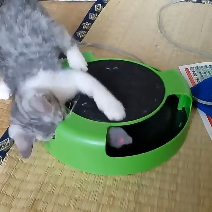 ของเล่นจานเสียงแมว รางบอลแมว ของเล่นแมว Catch the Mouse Motion Cat Toy ...