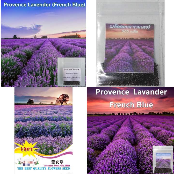 เมล็ด ลาเวนเดอร์ 200 - 650 เมล็ด Provence Lavander (French Blue) ไม่ใช่ ...