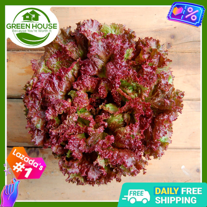Green House® - Lettuce Curly Red Seeds for Planting Vegetable Plants ...