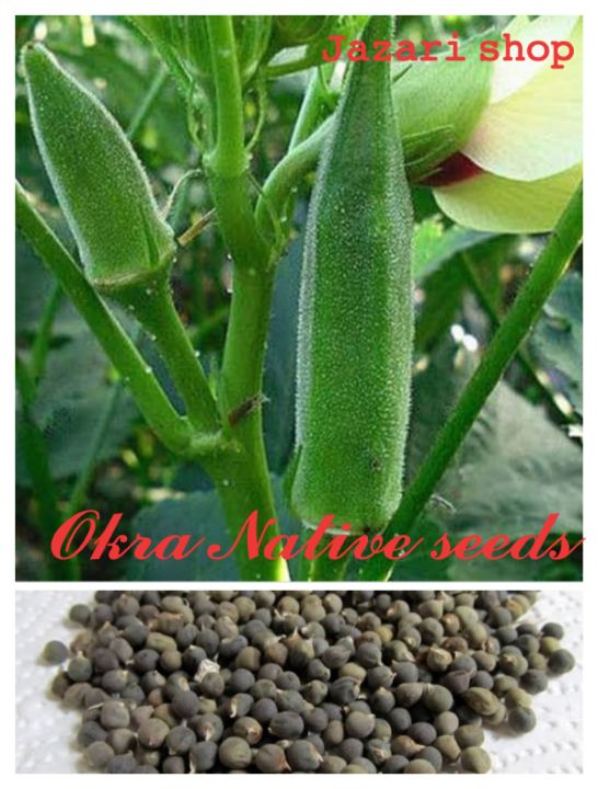 Okra native seeds (15 seeds) | Lazada PH