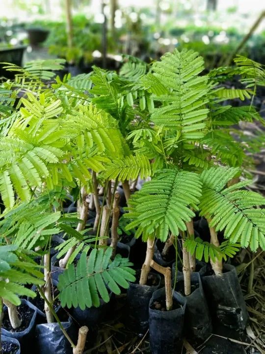 ต้นชะอมไร้หนาม1ชุด10ต้นปักชำ หรือหนามน้อยนิยม🪴ตัดยอดทานขายสร้างรายได้ ...