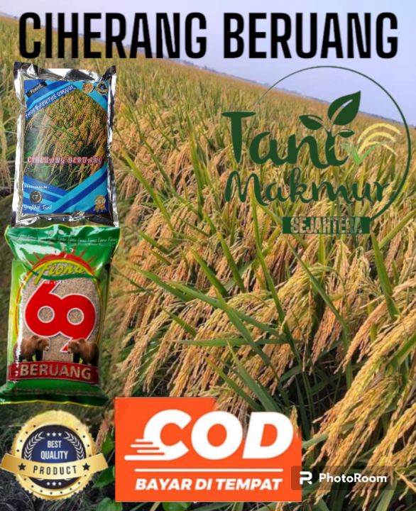 Benih padi ciherang beruang kemasan reapack 1kg | Lazada Indonesia