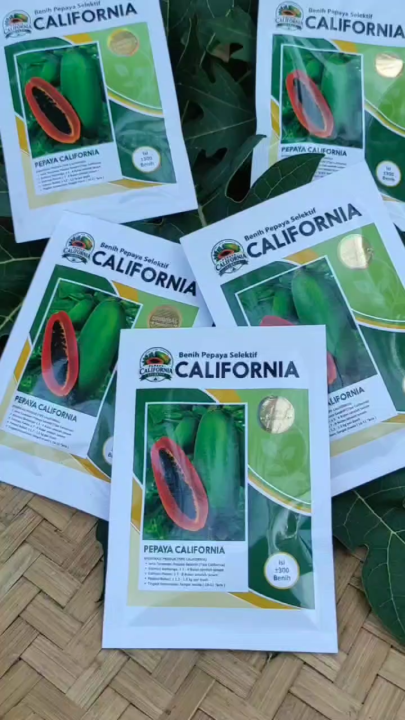Bibit Pepaya California selektif genetika calina PKHT IPB 9 | Lazada ...