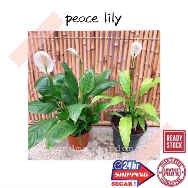 (GG real plant) peace lily ^ keladi putih spathiphyllum wallis indoor ...