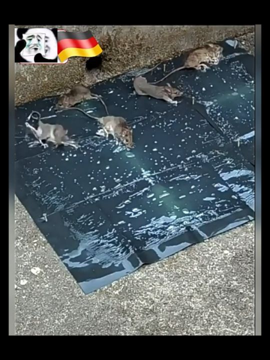 Mouse Glue Traps 120x27cm Super sticky mousetraps rats board for big ...