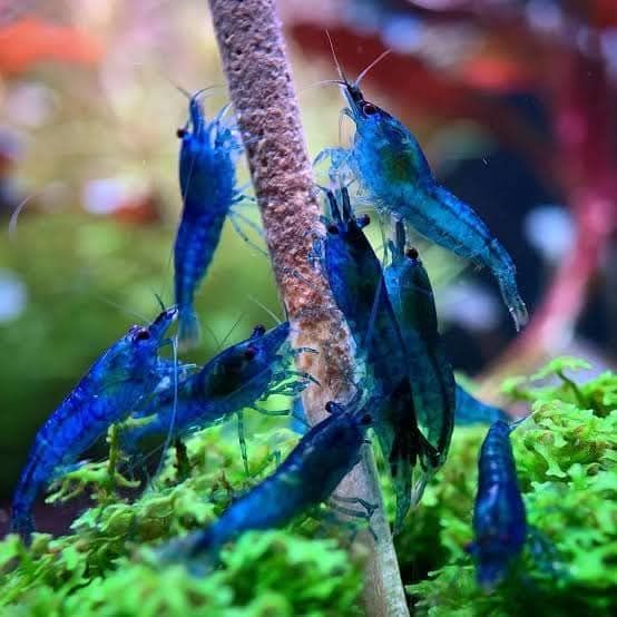 blue dream dwarf shrimp aquarium decor 1pc | Lazada PH