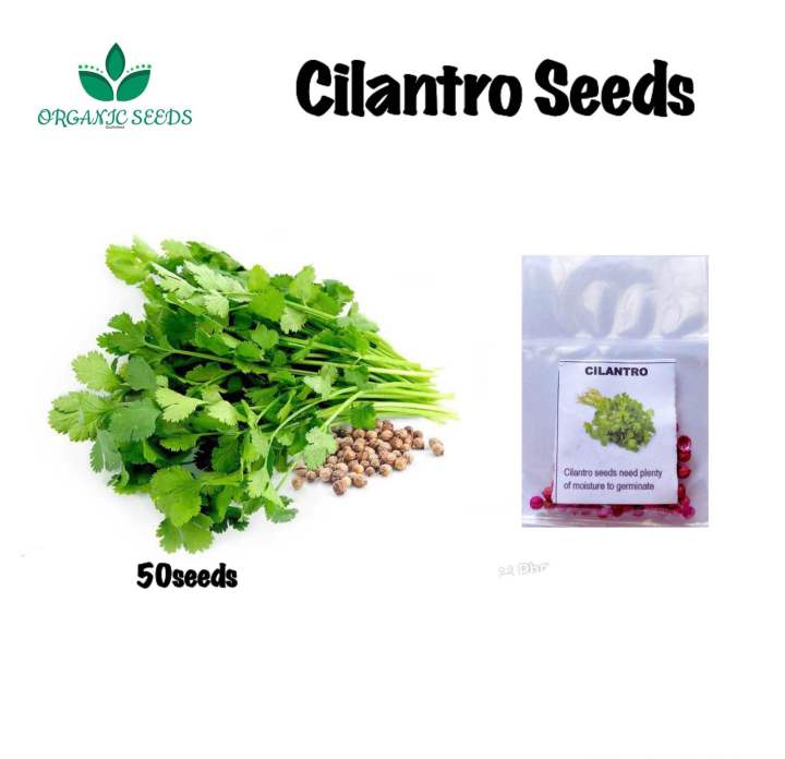 Cilantro Seeds/Coriander/Wansoy (50pcs) | Lazada PH