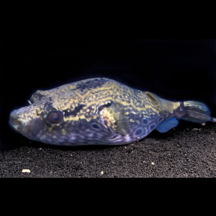 Dragon puffer 4" (10cm) / Freshwater Puffer / Ikan Buntal / Live fish ...