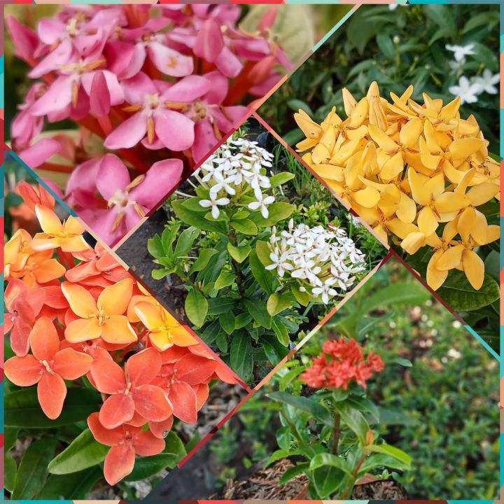 Dwarf 🩷Santan Varieties Luzon Buyers Only Live plant | Lazada PH