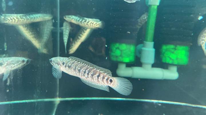 Lóc Trân Châu Đen size 10cm. Đ.ược hoàn tiền khi cá chết do trong quá ...