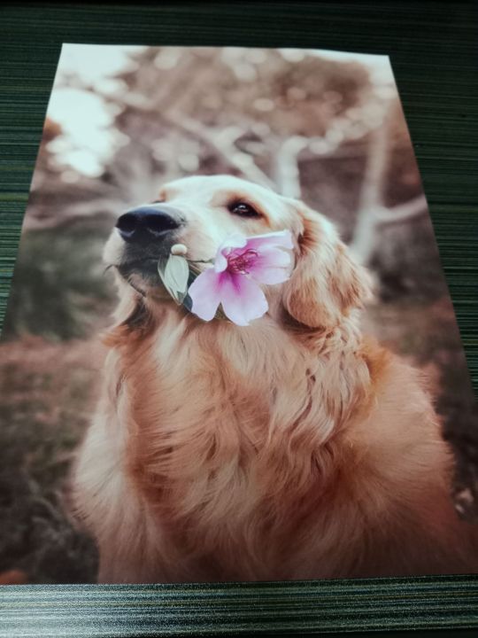 A4 size Photo Printing 1 piece | Lazada PH