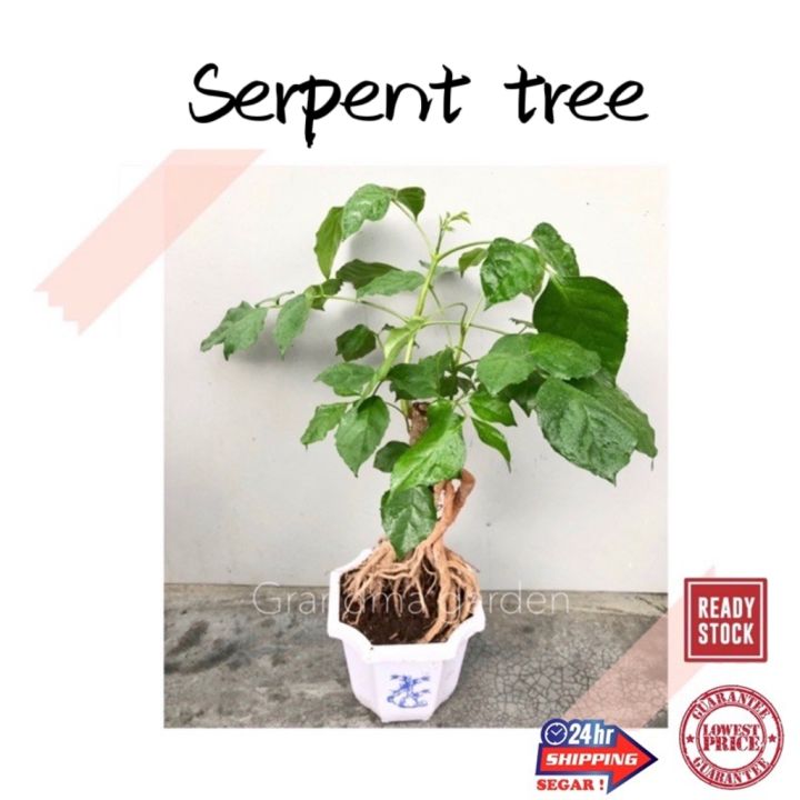 (GG real plant) serpent tree ^ pokok hidup hiasan rumah live indoor ...