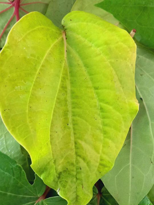 Gawed/Hapid/ikmo/buyo | Lazada PH