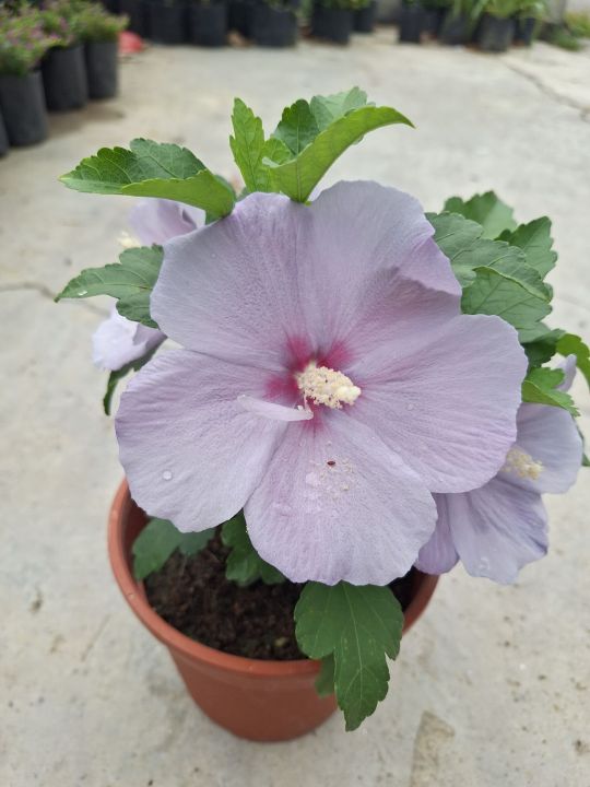 Pokok Bunga raya hawai / bunga size besar / pokok hidup dan tahan panas ...