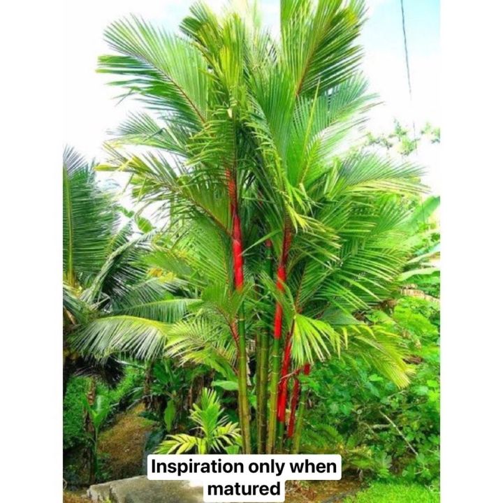 RED PALM TREES LIVE PLANTS | Lazada PH
