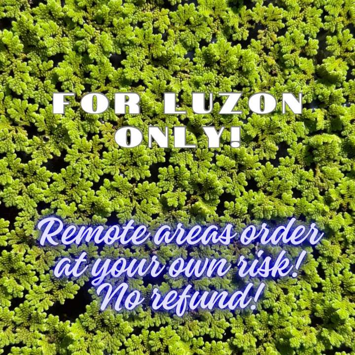 Azolla Plant for livestock feed | Lazada PH