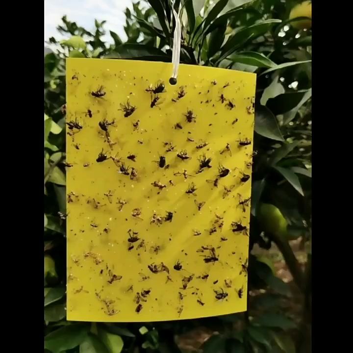 50PCS Strong Fruit Fly Traps Bugs Yellow Sticky Board Pest Control ...