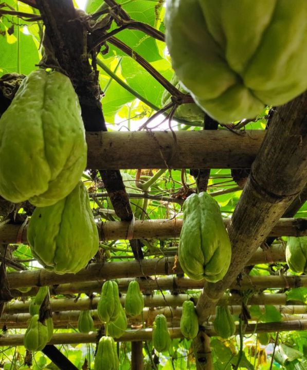 jual buah labu siam atau lejet segar 1kg | Lazada Indonesia