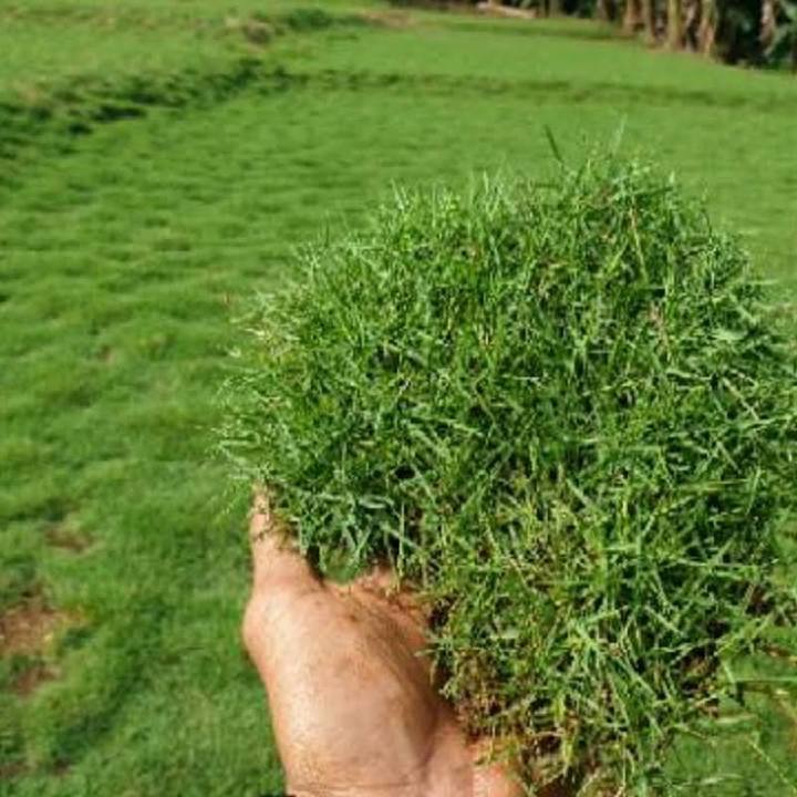 rumput jepang rumput peking 1 meter | Lazada Indonesia