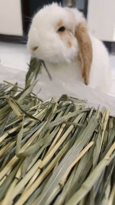 South Timothy grass dried all leaves 1kg หญ้าทิโมธีอบแห้งทั้งใบ 1กก ...