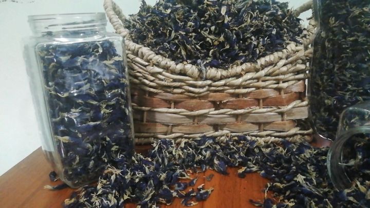 Luntiang Liwasan Larac - Butterfly Pea Flowers (Ternate Flower) | Lazada PH