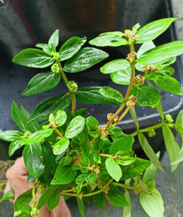 Tawa Tawa Herbal Plant Uprooted | Lazada PH