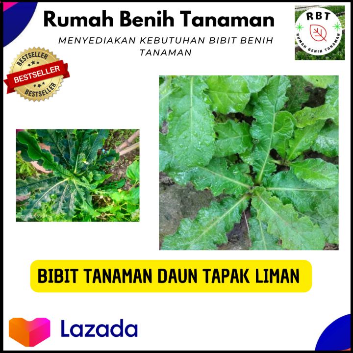 Bibit Tanaman Daun tapak liman - TANAMAN HERBAL POHON TAPAK LIMAN ...