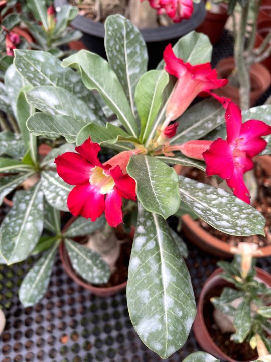 Adenium desert rose white/red flower 富贵花small size real plant free ...