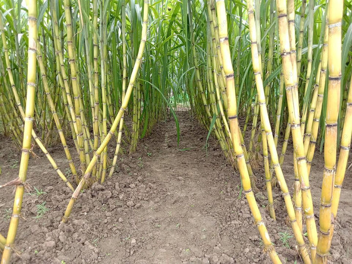 Pokok tebu kuning (5xkeratan batang berakar) | Lazada