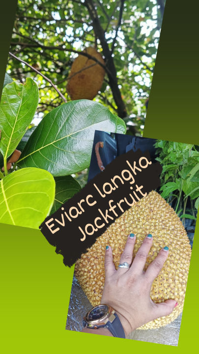 LANGKA/ Jackfruit EVIARC Sweet No. 1 Malaysian variety of fruit ...