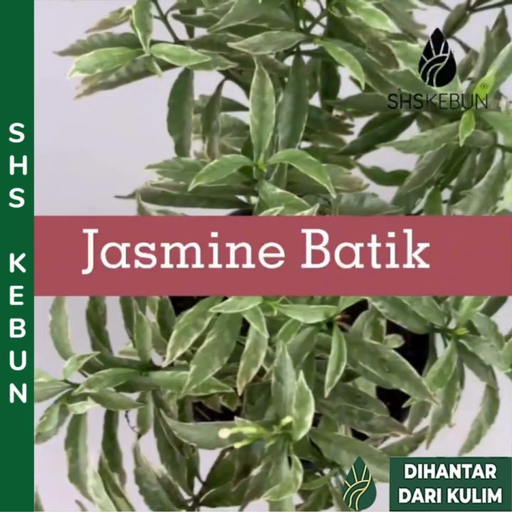 Pokok Bunga Jasmine Thai Batik Hidup Pokok Bunga Wangi Varigated ...