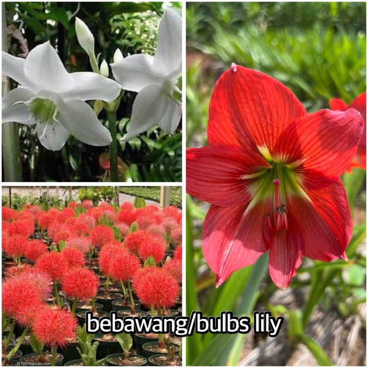 Bebawang / bulb pokok bunga amazon lily, fireball lily, amaryllis ...