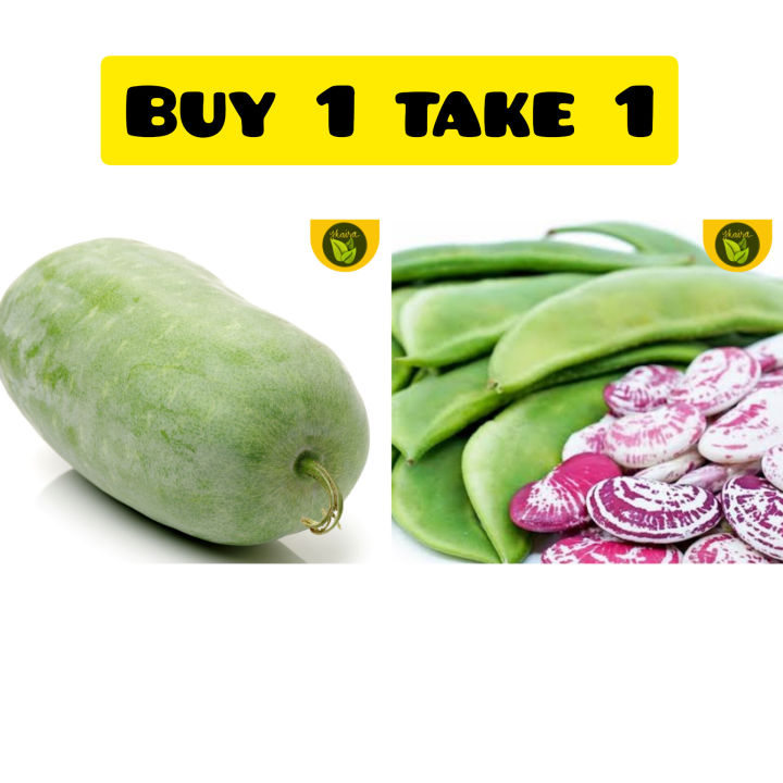 All in! 2 in 1 seeds Lima Patani Wax Gourd Condol binhi ng mga gulay ...